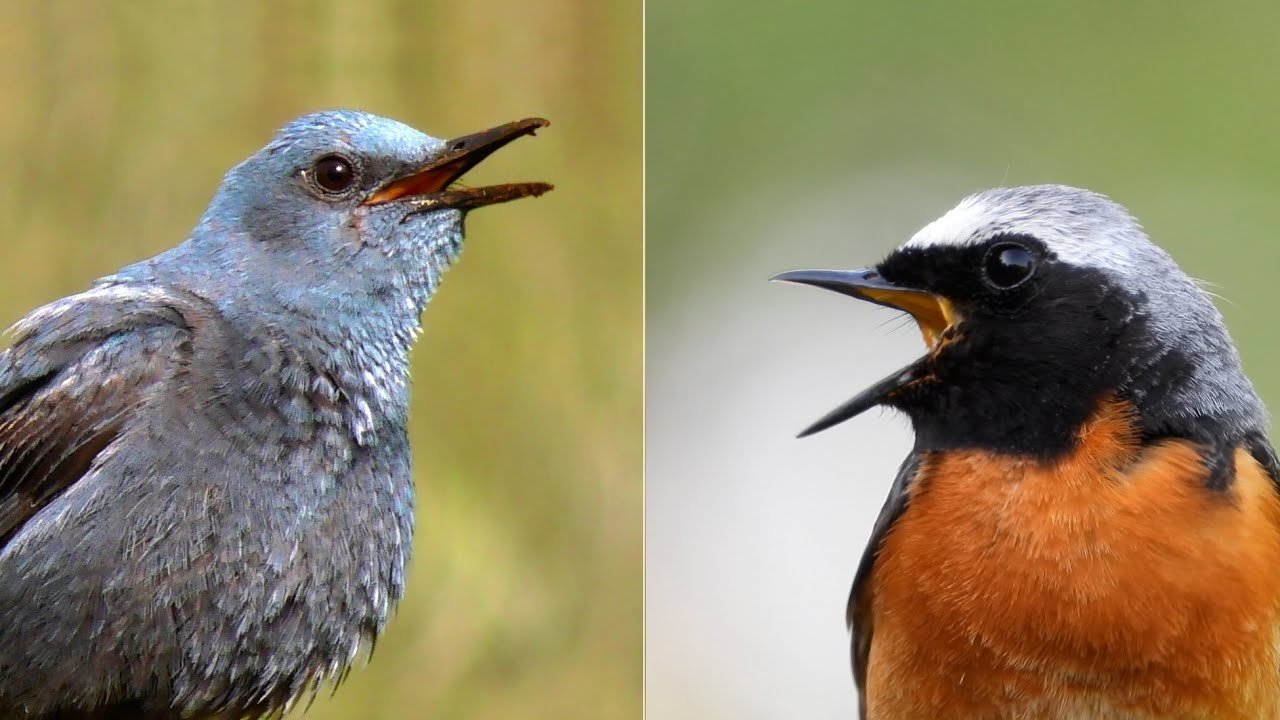 Uccelli in canto 5. Canti di Passeriformi più o meno noti - YouTube