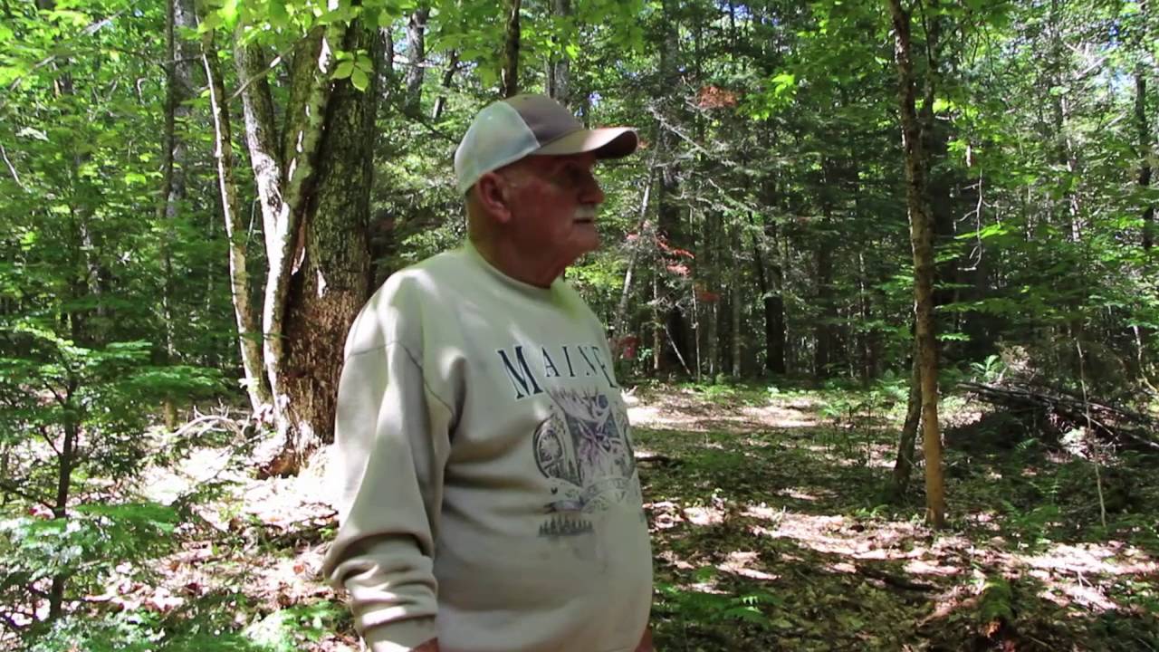 Gravity Fed Tapping of Maple Sap - YouTube