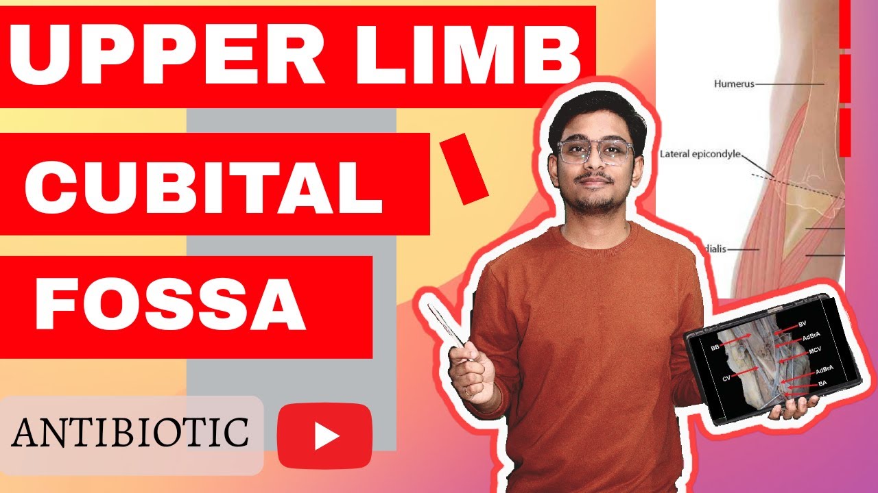 CUBITAL FOSSA DETAIL EXPLANATION WITH UNIVERSITY NOTES📔📔 - YouTube