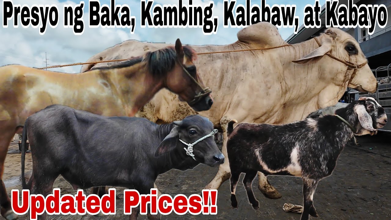June 14, 2024 Presyo ng Baka, Kambing, Kalabaw, at Kabayo | Dji Osmo ...