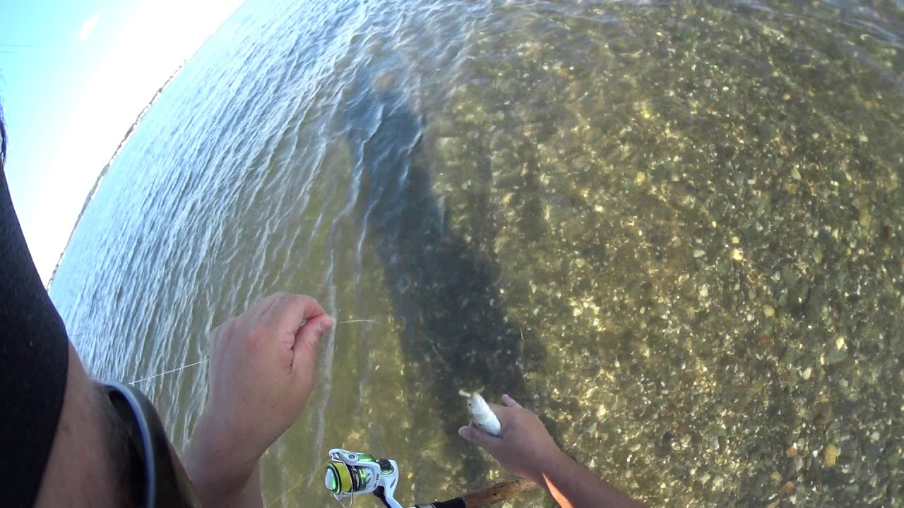 How To Catch Snapper Bluefish - YouTube