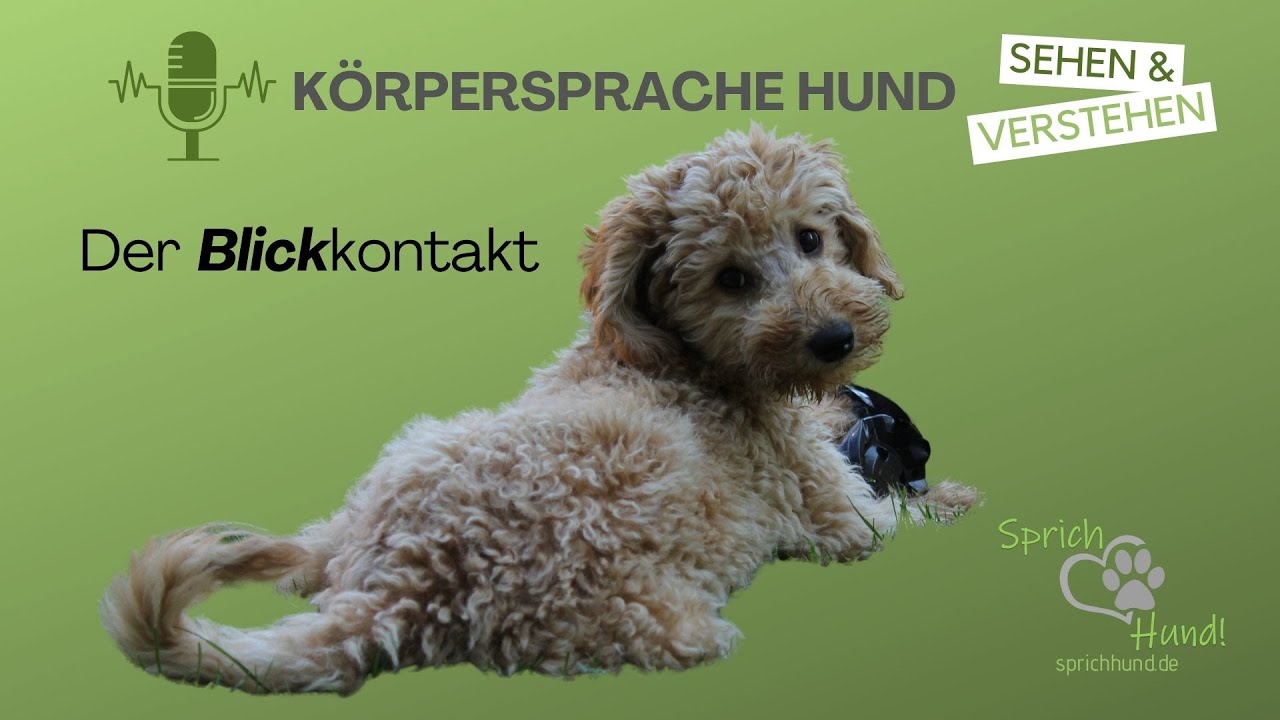 Der Podcast Sprich Hund #2 Blickkontakt - Körpersprache Hund - YouTube