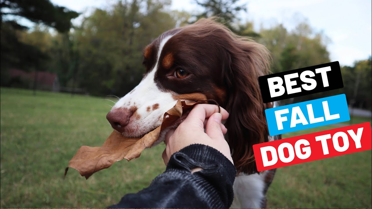 One Of The Best Toys For Outside Dog Playtime In The Fall - YouTube