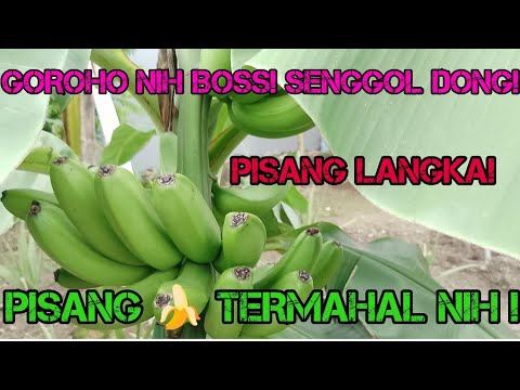 Pisang Goroho Manado Cukup Langka Cocok Untuk Diolah menjadi makanan #comeback