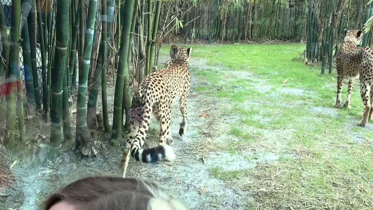 Cheetah Surprise - YouTube