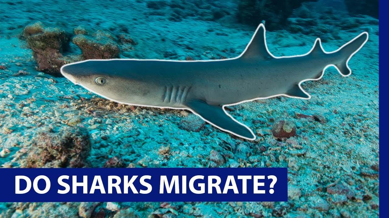 How to track SHARKS across the OCEAN? | OCEAN SCHOOL - YouTube