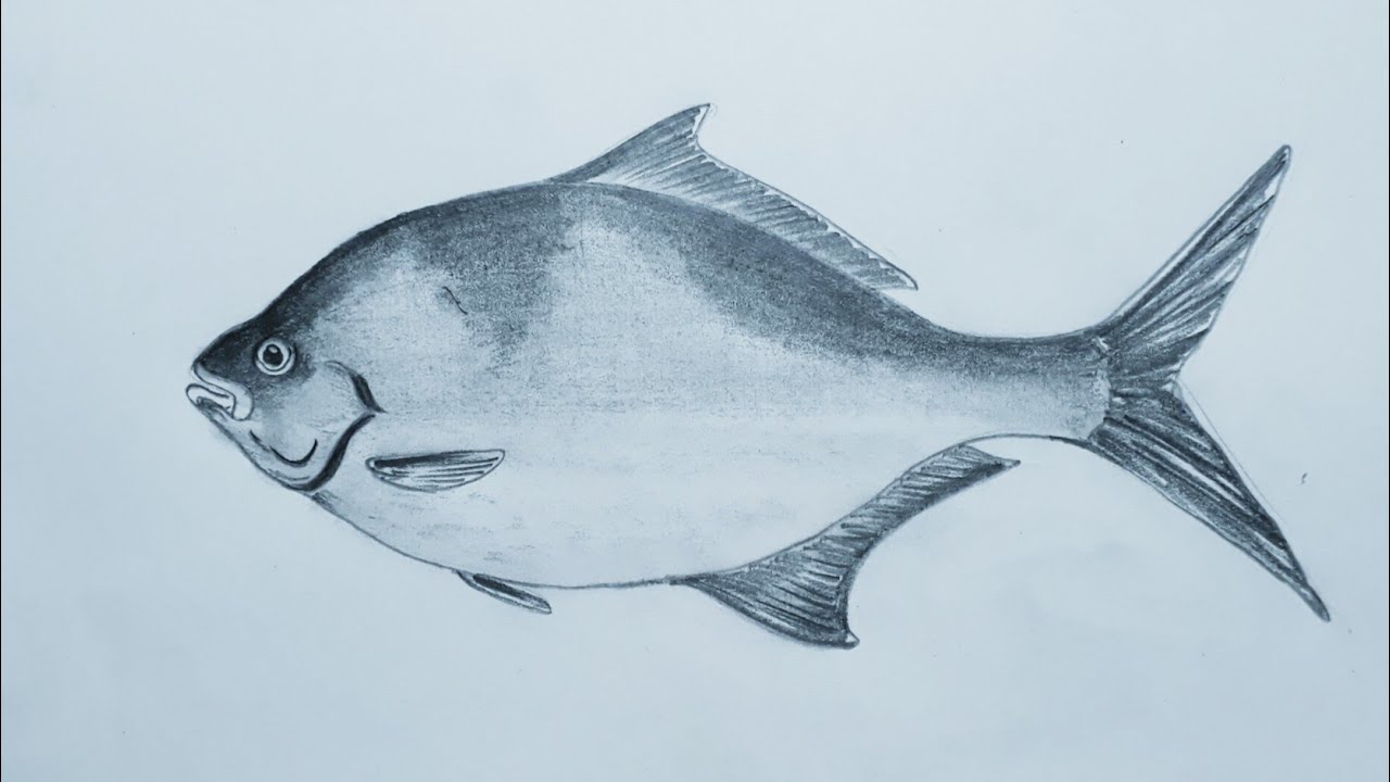 How to draw fish step by step with pencil shading - YouTube