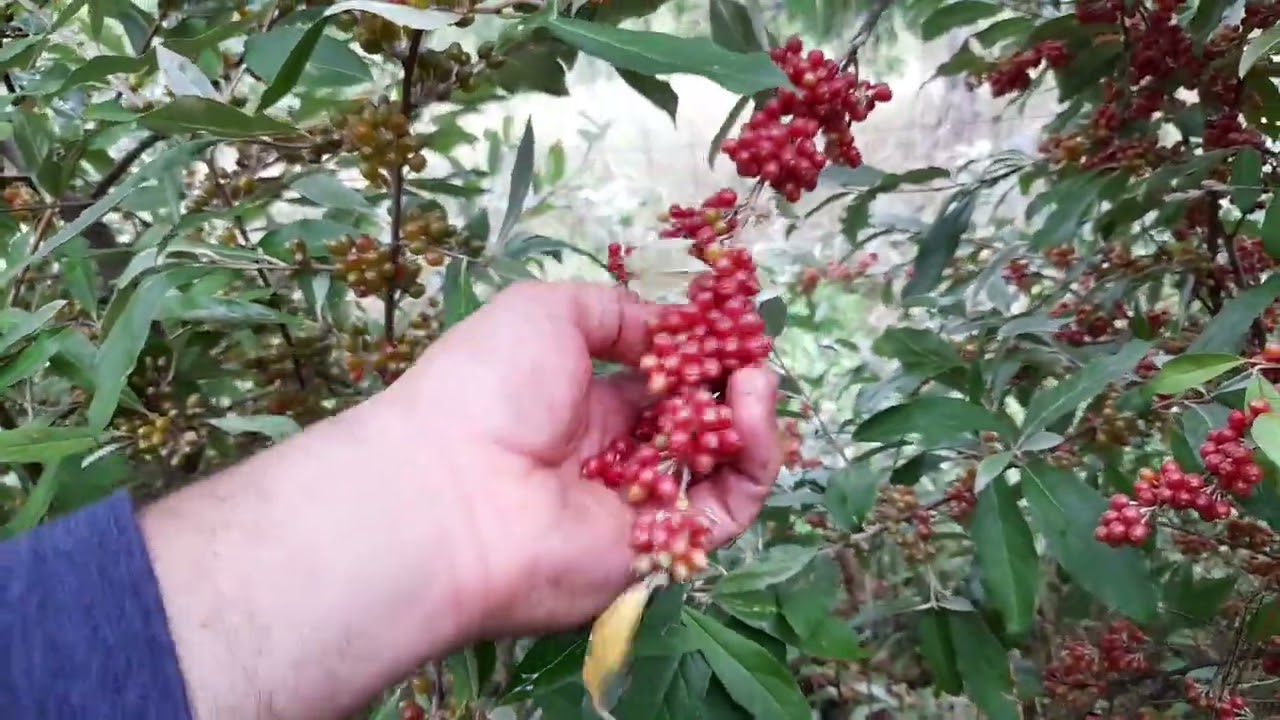 Abundeta de fructe la maslinul de toamna - YouTube