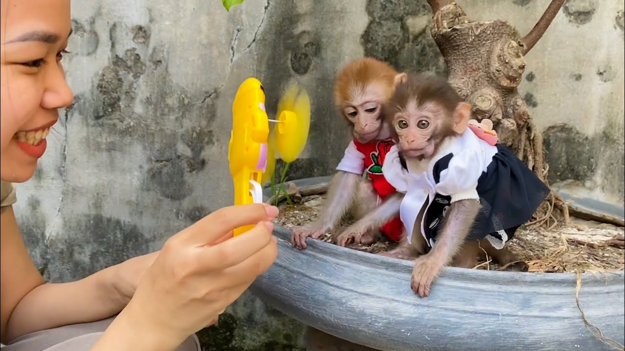The pika monkey and the golden monkey were bought new toys by their ...