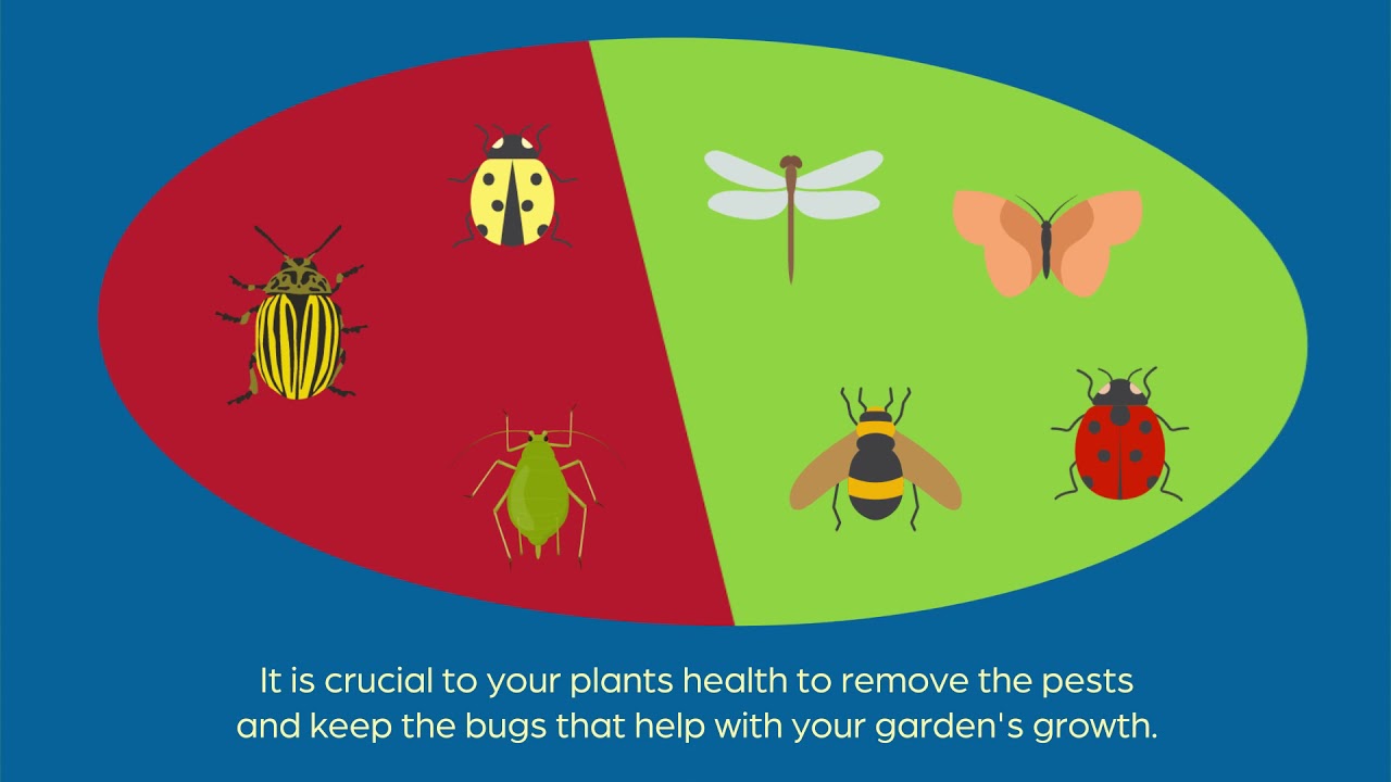 Good bugs vs. bad bugs - YouTube