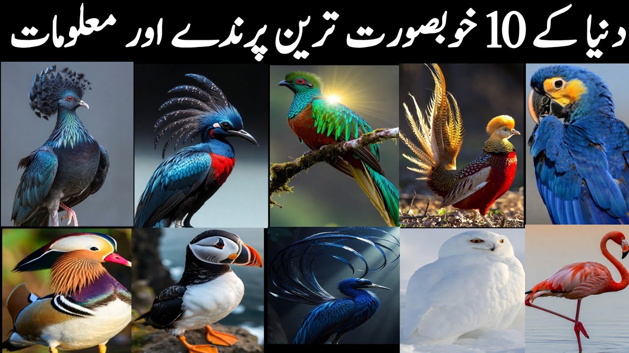 10 Most Famous Beautiful Birds in the World | 10 Rare and Beautiful ...