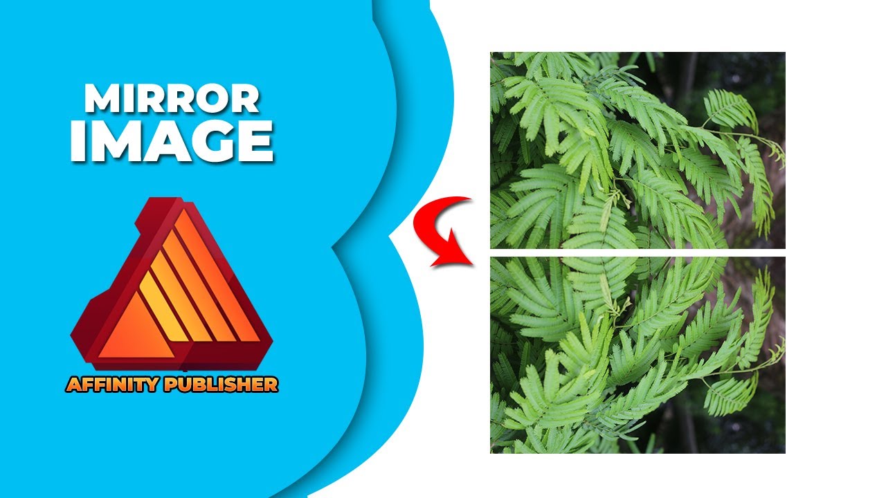 How to mirror an image in Affinity publisher - YouTube