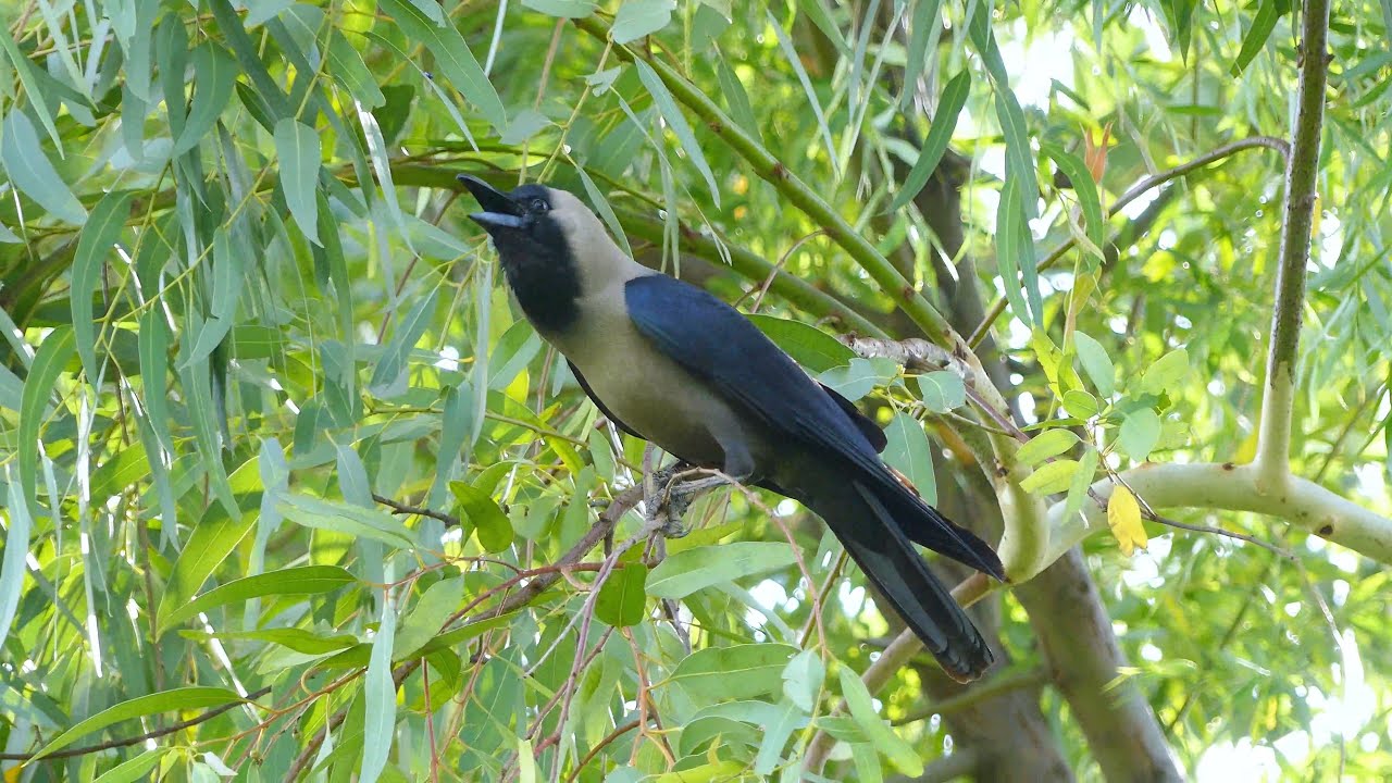 Koyal bird sounds - crow bird crowing - Mynah bird chirping sound - YouTube