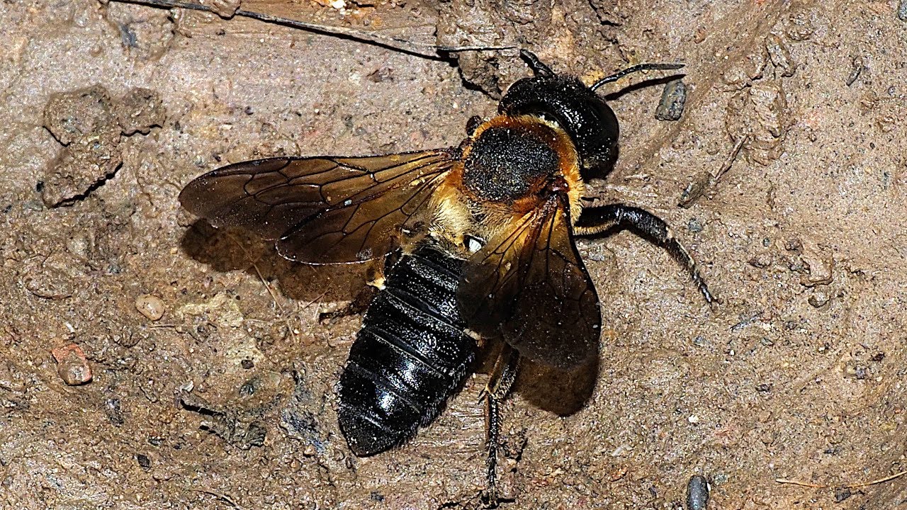 Megachile sculpturalis, known as the giant resin bee and sculptured ...