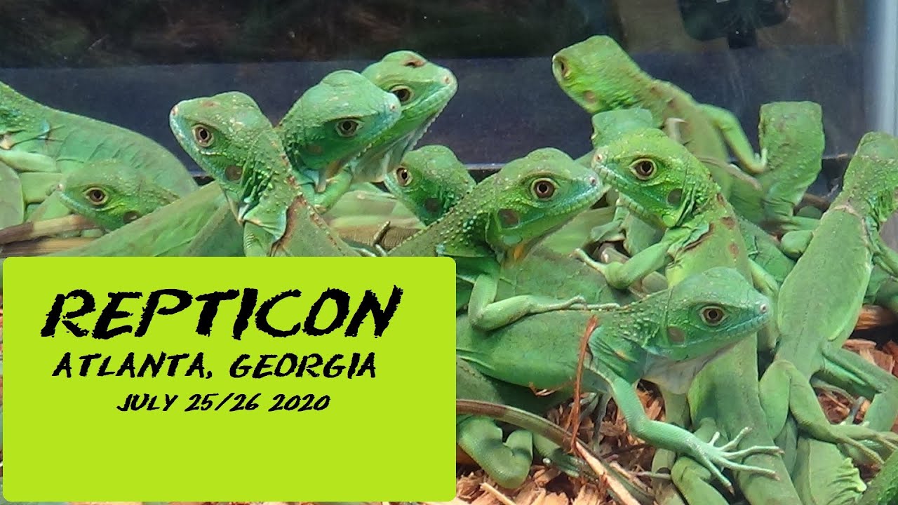 Repticon Atlanta July 2020 - YouTube