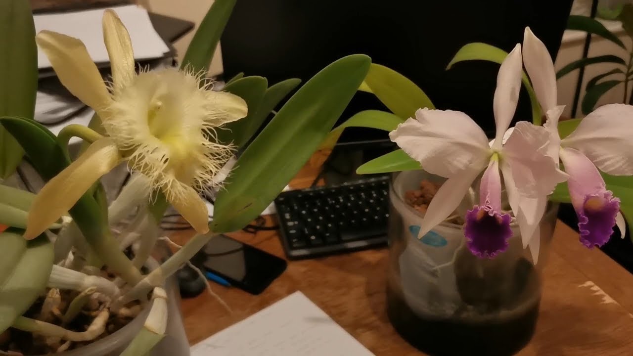 How to hybridize orchids: orchid pollination technique and orchid ...