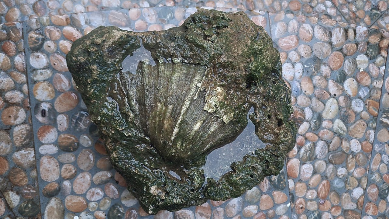 fossil cleaning! using chlorine powder - YouTube