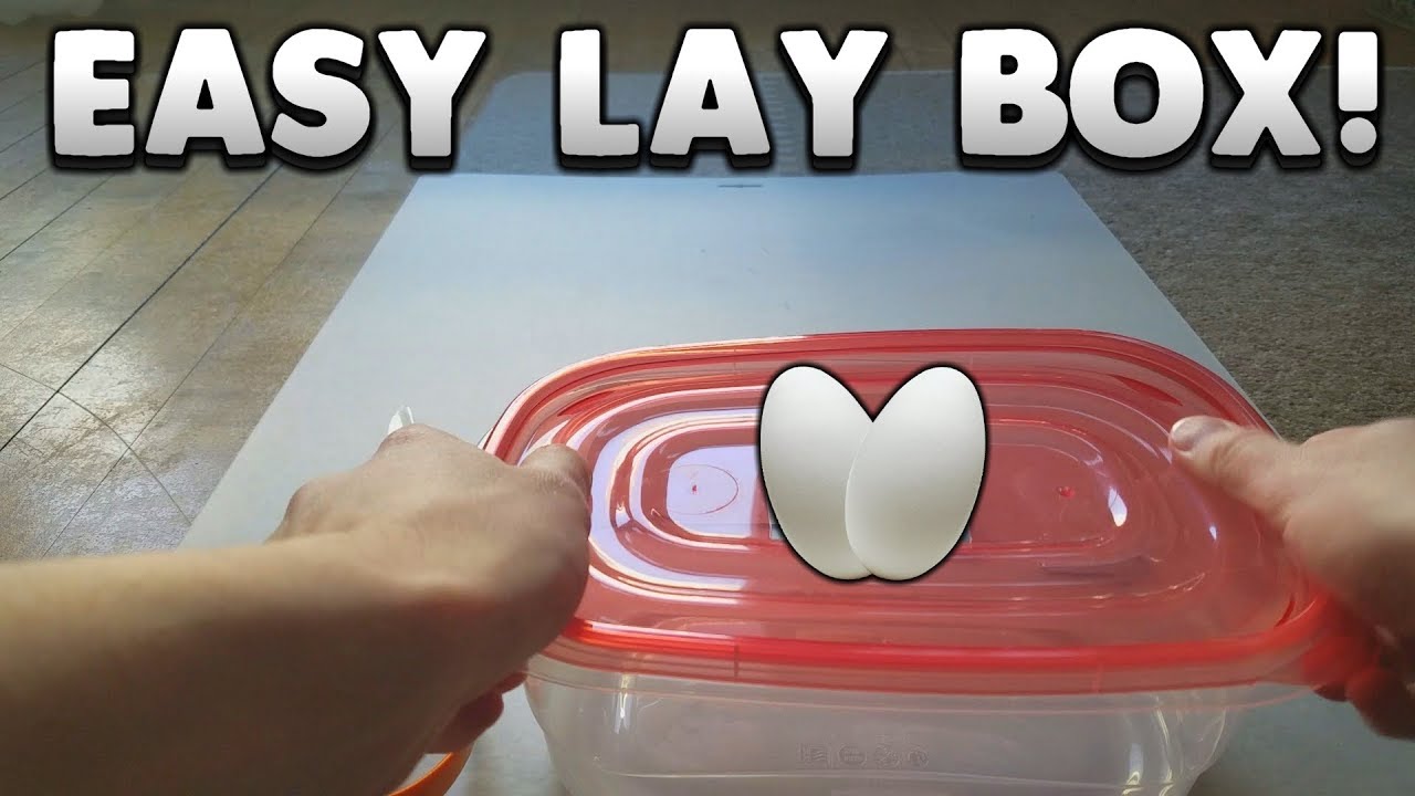Making An Easy Crested Gecko Lay Box! No Tools Needed! - YouTube