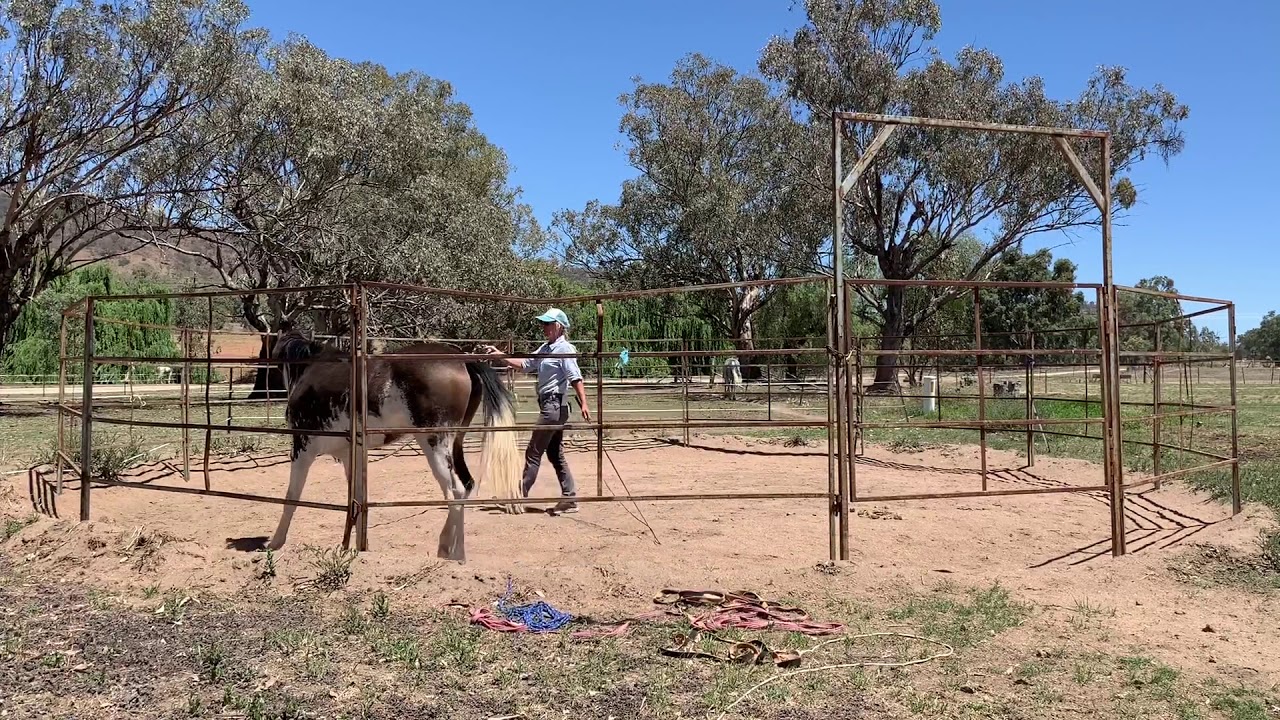 Bumble’s First Lunging Lesson - YouTube