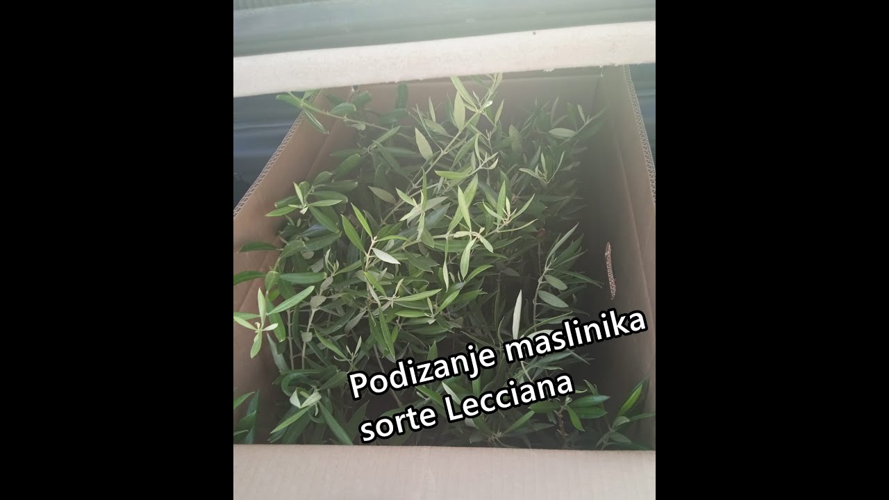 OPG Luka Kamber podizanje maslinika (Lecciana) - YouTube