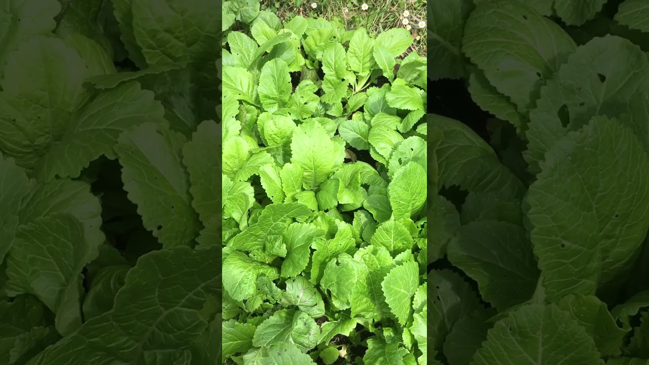 Rayo saag (green leafy veg) - YouTube