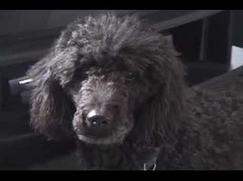 Farting Poodle - YouTube