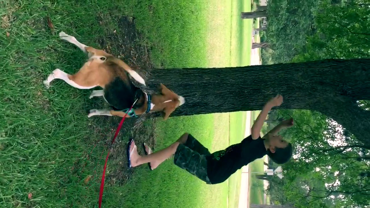 beagle CLIMBS TREE - YouTube