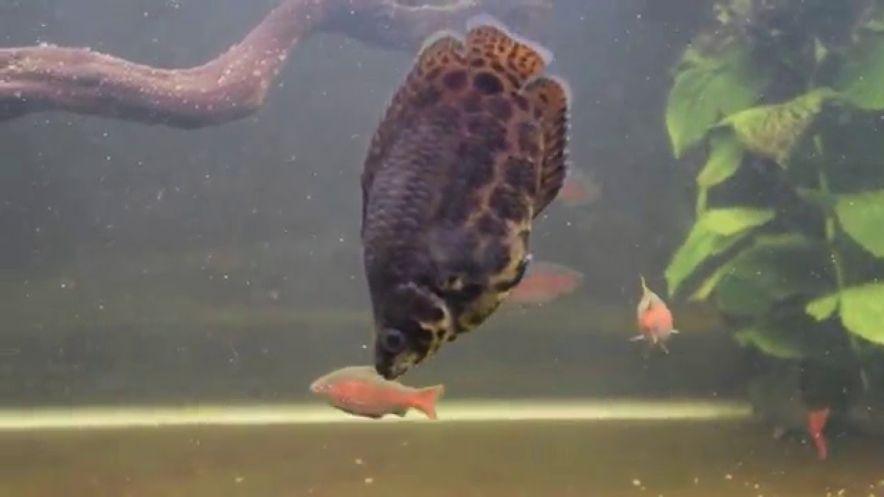 Spotted African Leaf Fish