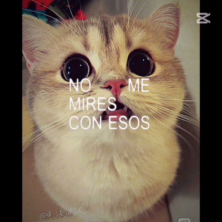 impact cat. #cat #meme - YouTube