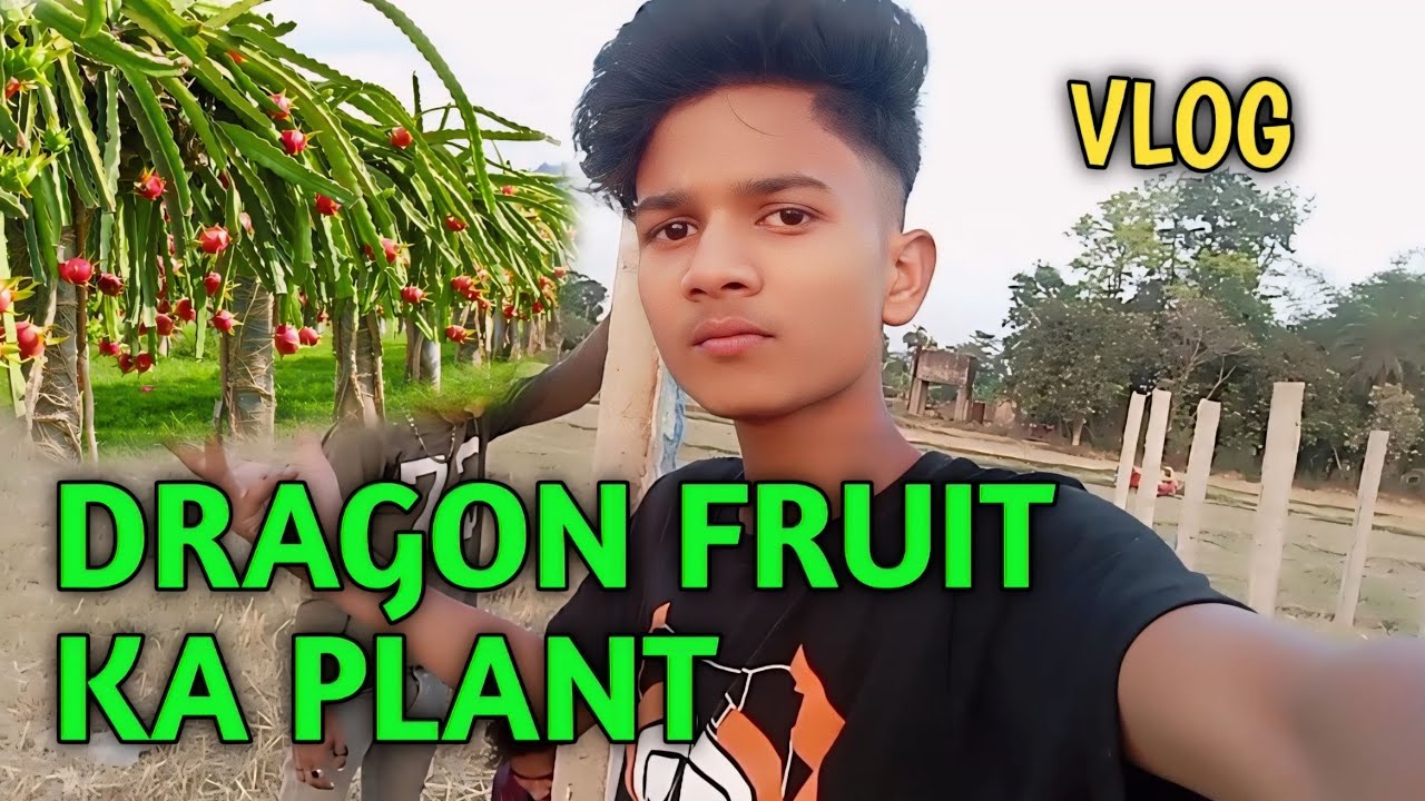 Dragon Fruits Ka Plant || Vlog || Dragon Fruits Ka Plant Kese Lagaye Vlog #video #dragonfruit ...