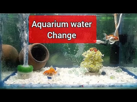 Aquarium water change| Fish tank maintenance|Goldfish fish tank ...