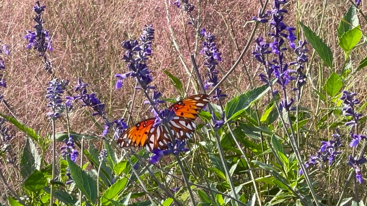 Monarch Butterfly Fall Migration Texas - YouTube
