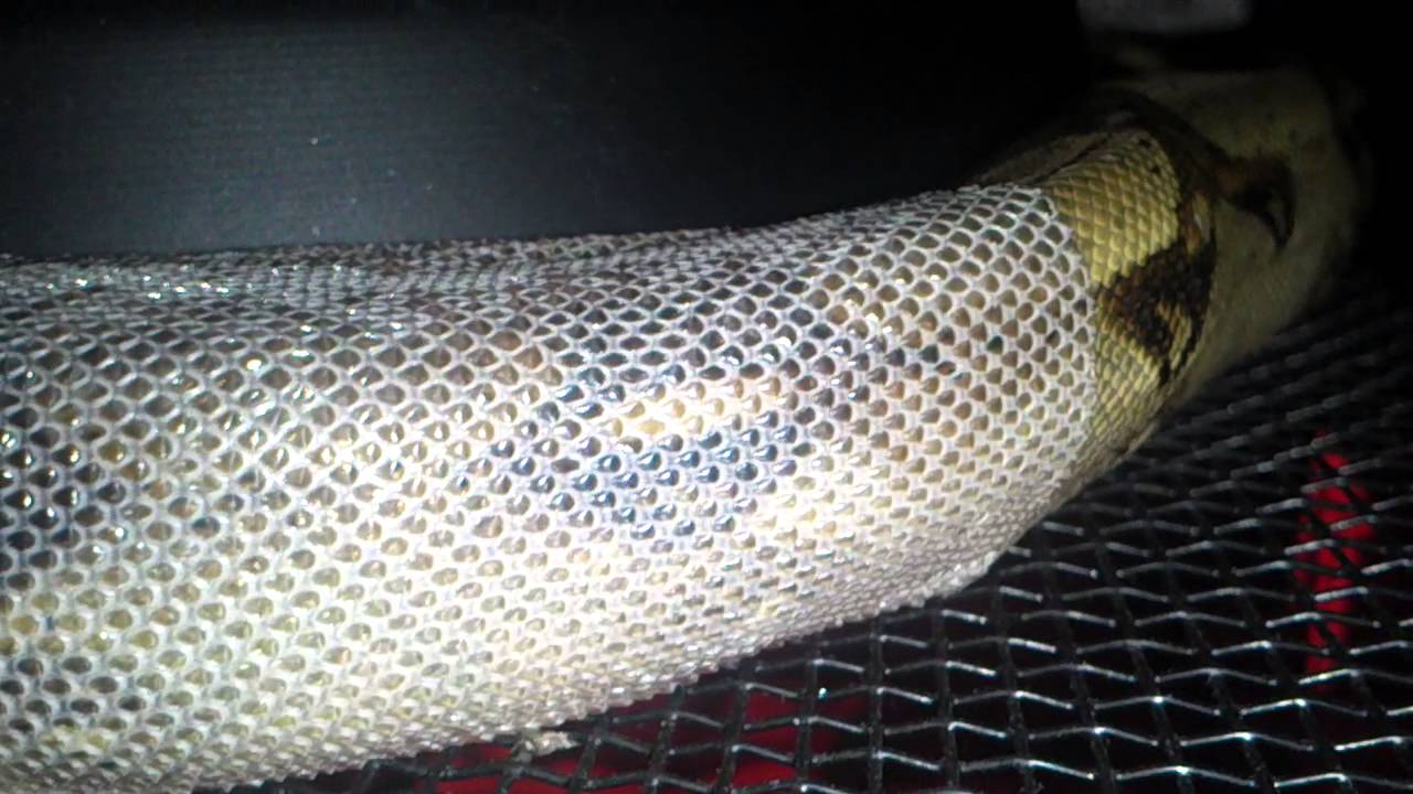 Red Tail Ball Boa(Ruby) - Caught Shedding - YouTube
