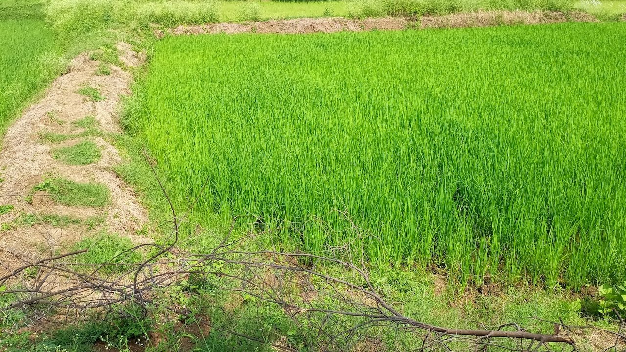 # gauraiya# gauraiya Bird video# colours gauraiya# gauraiya bird ...