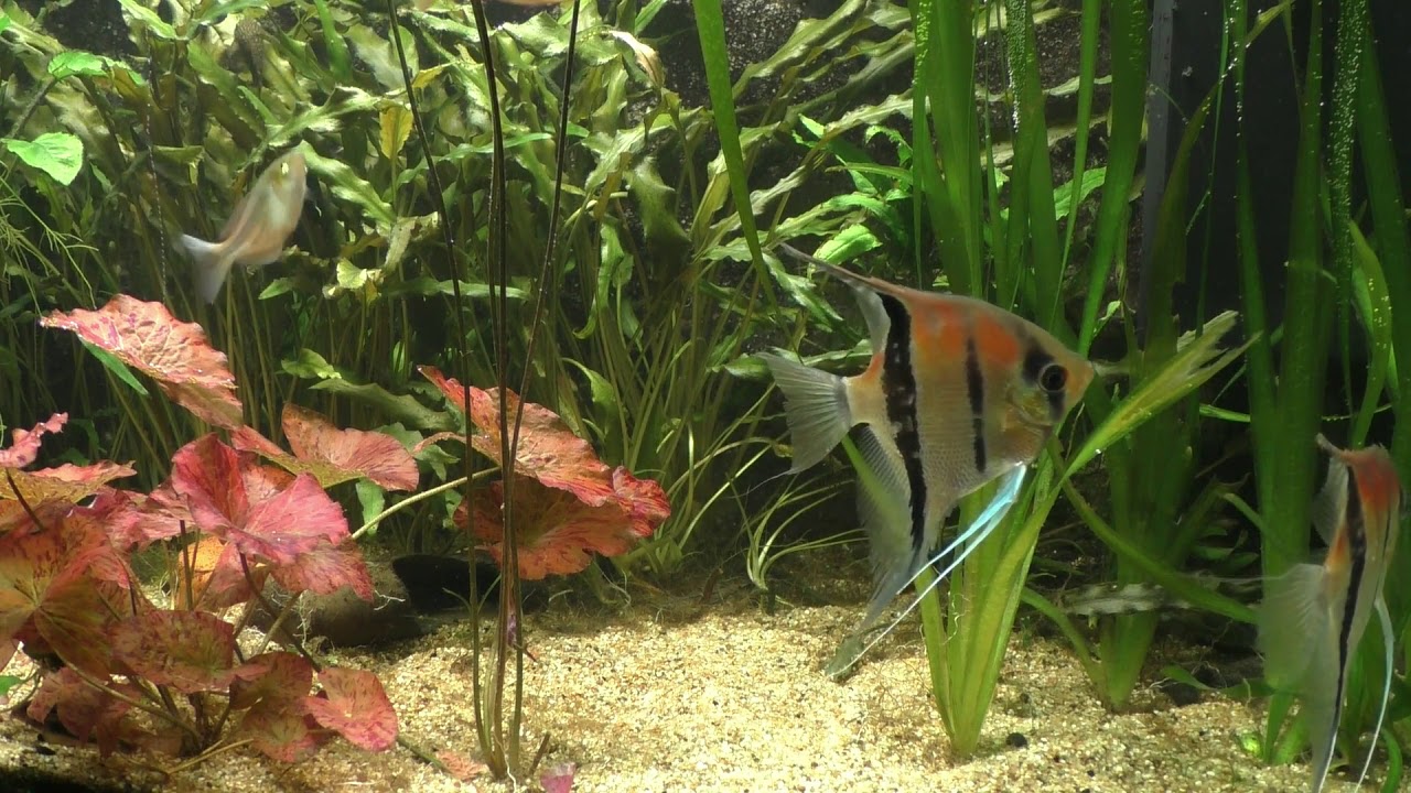 Fish In Tank - Royalty Free Stock Footage - YouTube