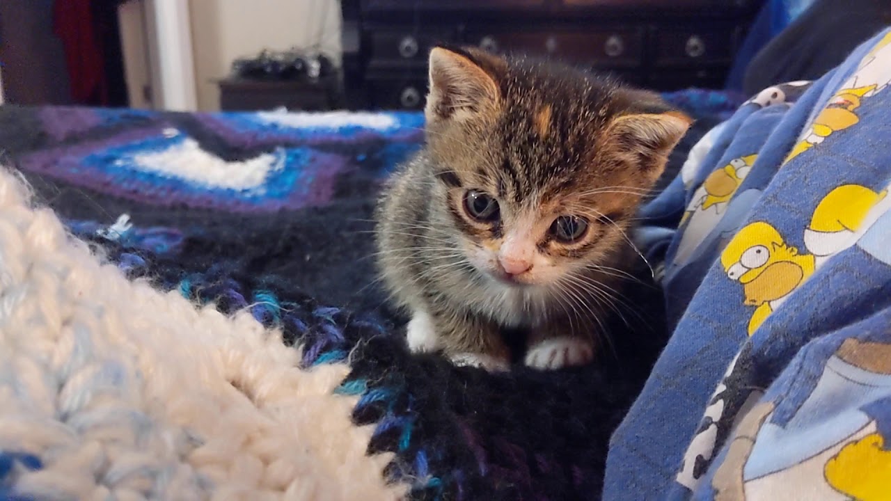 Smol kitten is adorable - YouTube