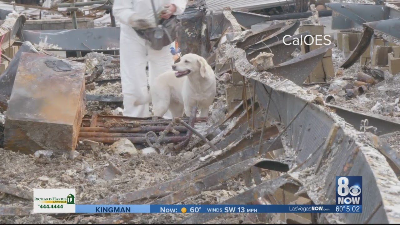Nevada Task Force One, dogs working to recover victims from California ...