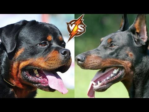 DOBERMAN VS ROTTWEILER - WHO IS STRONGER? WHO EXCEEDS? [+video]