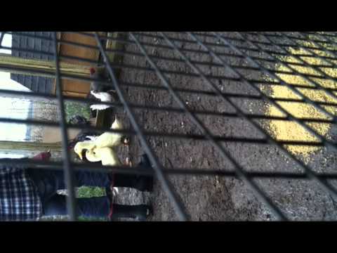 Ducks in Prison (Locked Up) - YouTube