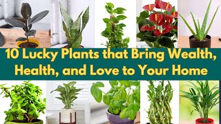 Top 10 Lucky Plants To Change Your Life/Lucky plants for home  and office/Feng shui plants