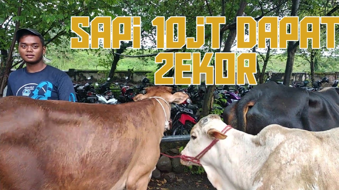 Harga Sapi di Pasar Grati Pasuruan Jawa Timur - YouTube