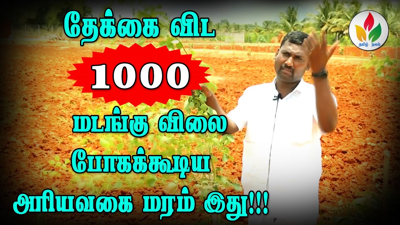 தேக்கைவிட 1000 மடங்கு விலைபோகக்கூடிய அரிய மரம்!! | Rosewood tree in ...