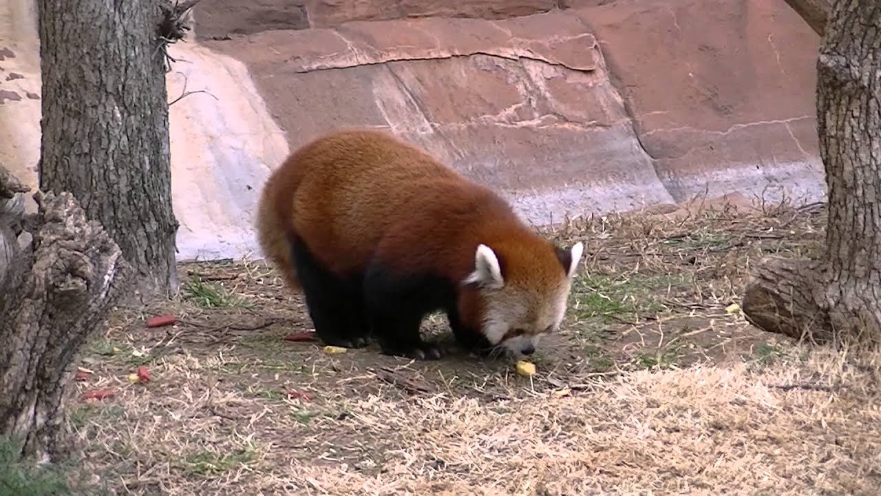 Red Panda Morning Snack - YouTube