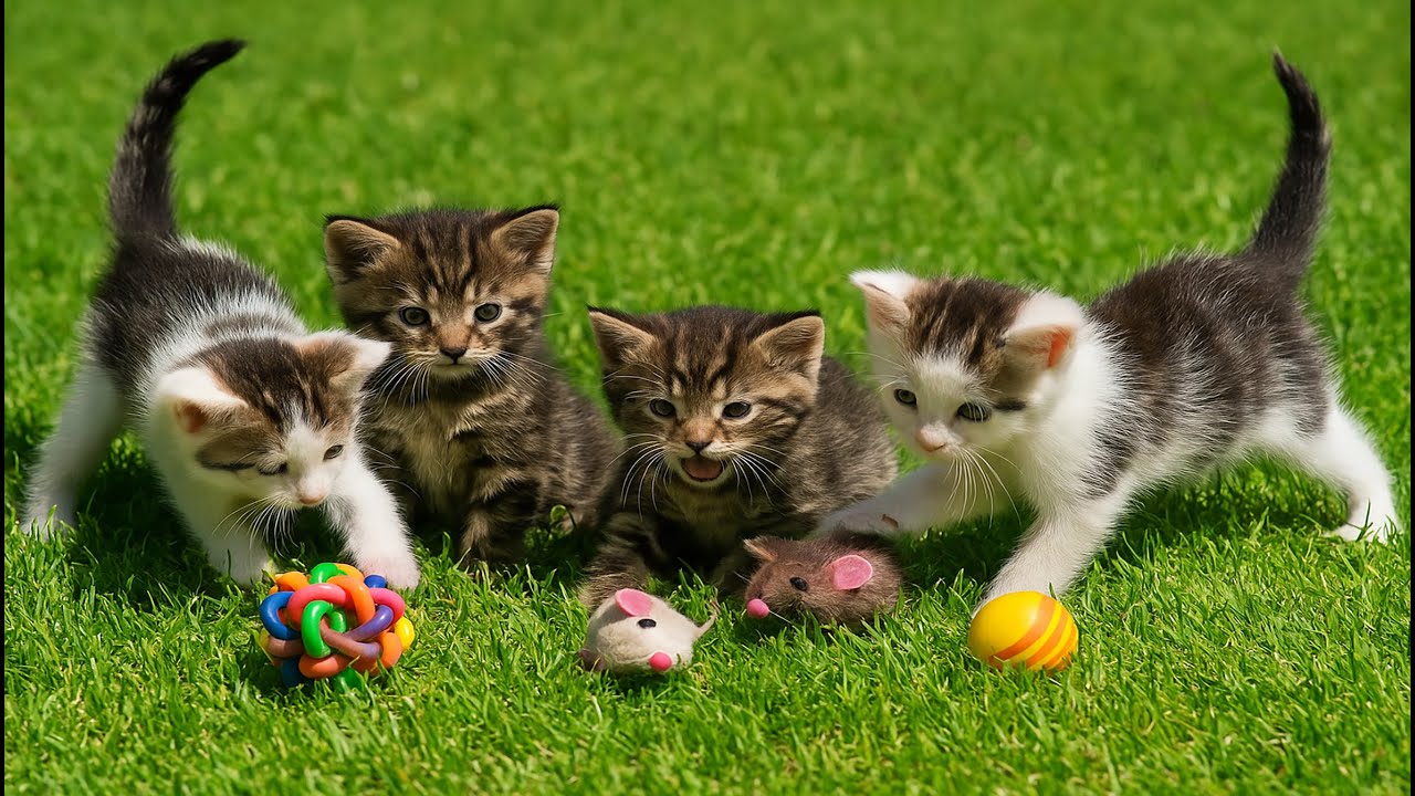 Adorable Kittens Play on the Lawn with Fluffy Puppies, Hoppy Bunnies ...