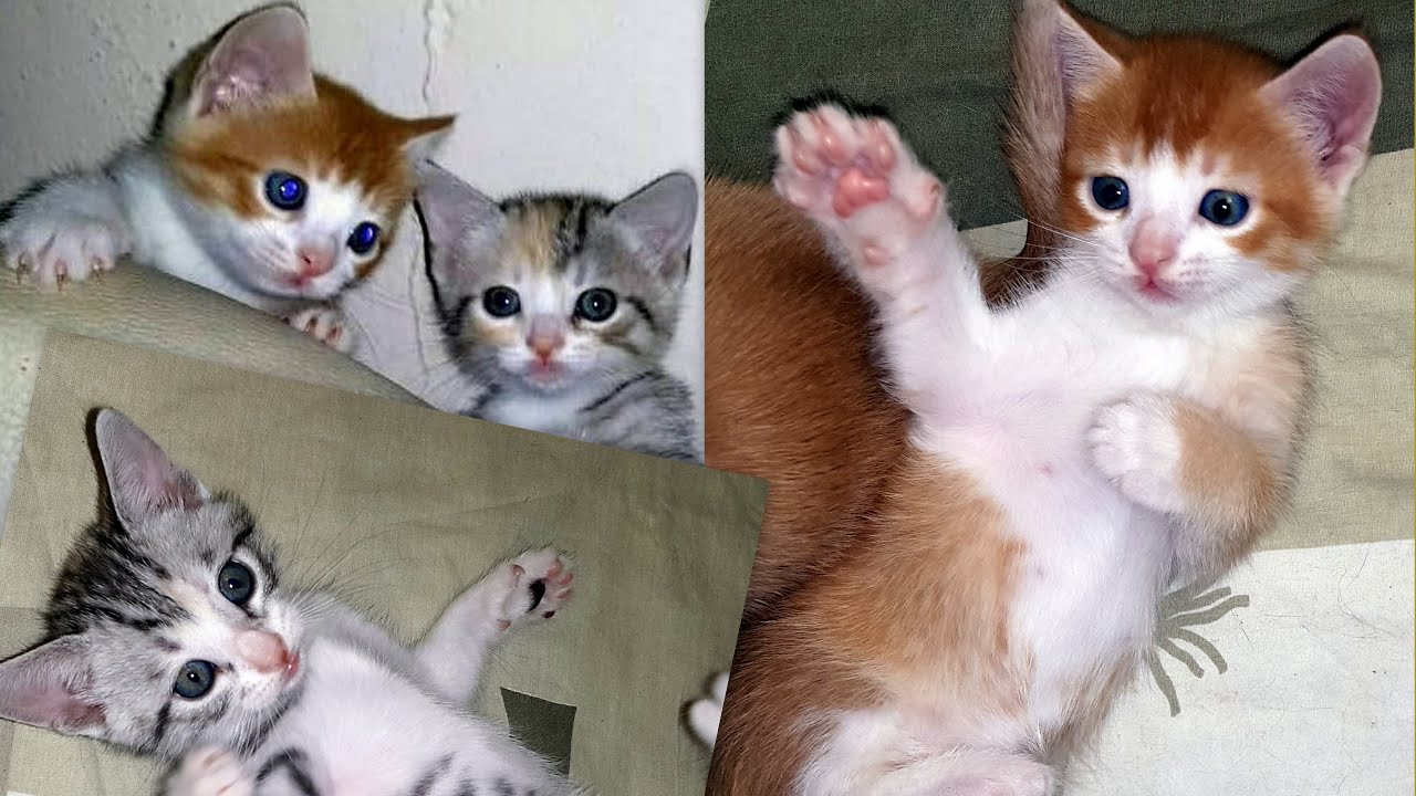 Sevimli Komik Kedi Yavruları Cute Funny Kittens Милые Смешные Котята ...