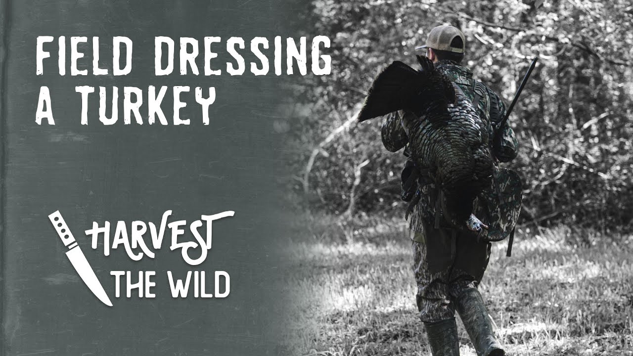 Field Dressing a Turkey | Harvest the Wild - YouTube