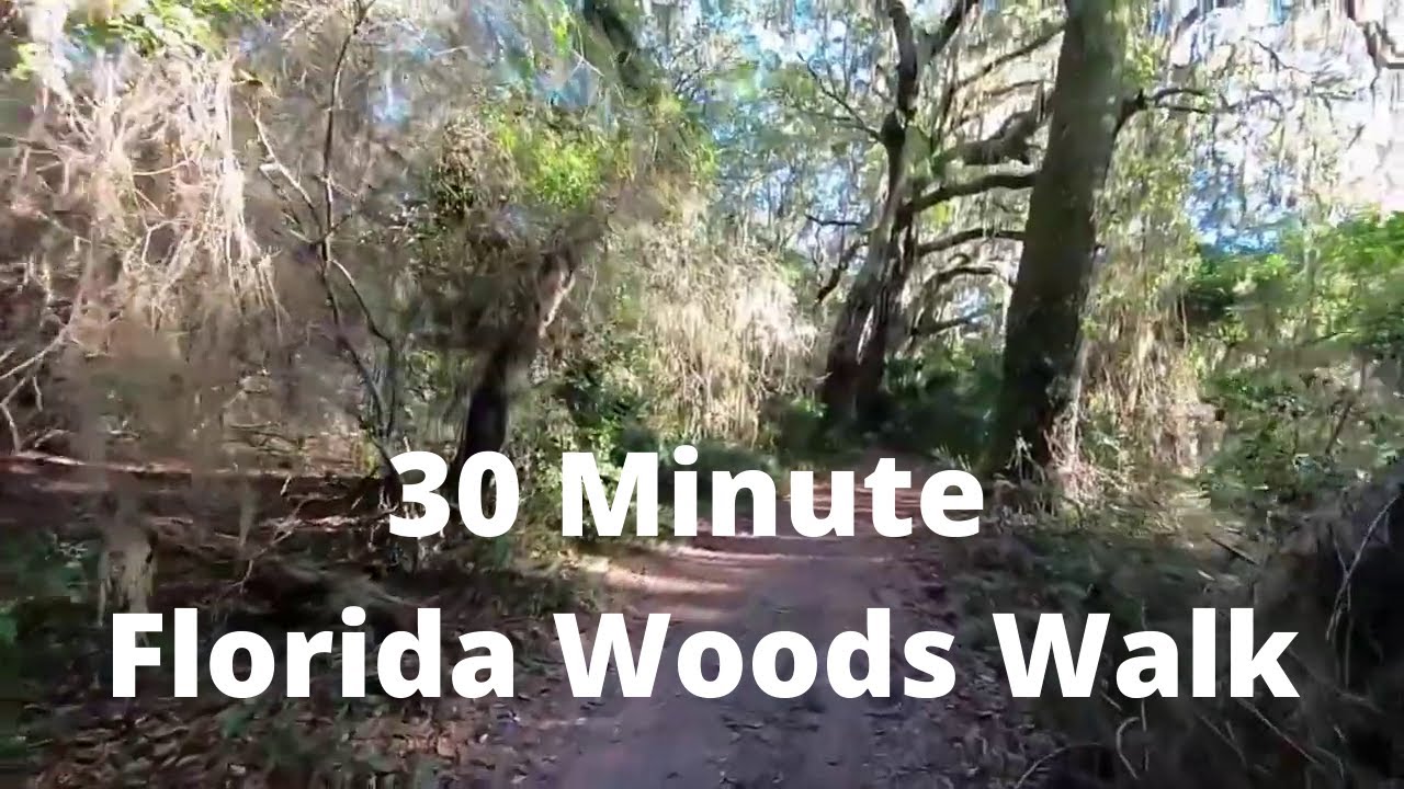 30 Minute Florida Woods Walk for Beginners: Virtual Scenery for ...