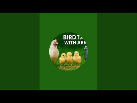 Bird Tales With Abbas is live - YouTube