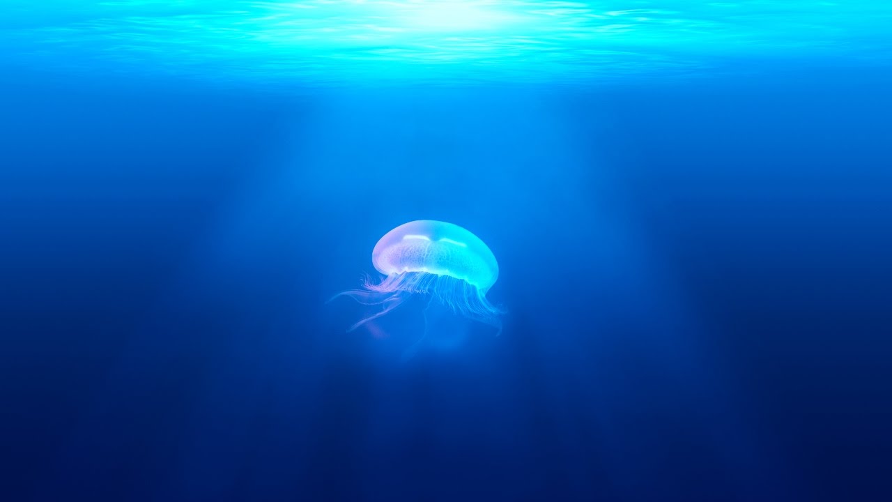 Built for Survival, Jellyfish Are Quickly Becoming Pests - YouTube
