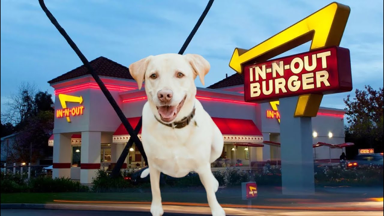 Labrador Dog Orders Her Favorite Item On In-N-Out Secret Menu - YouTube